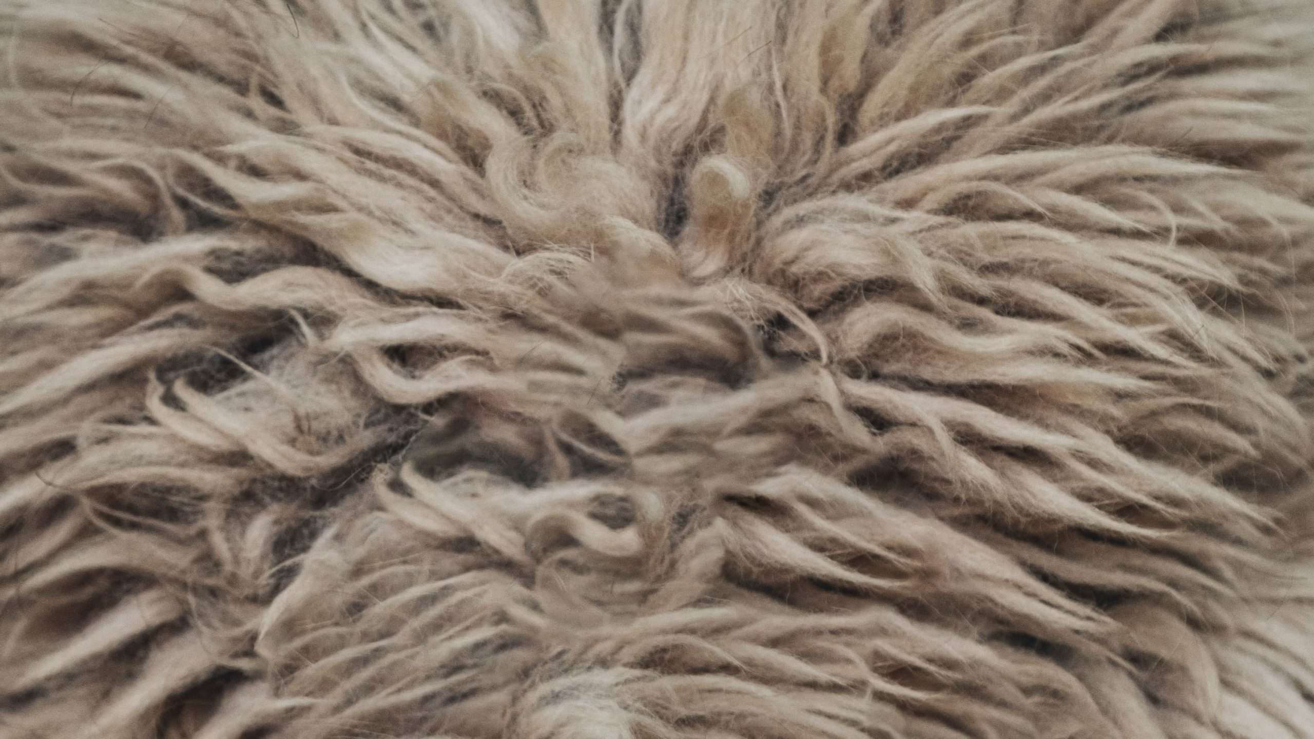 Alpaca - Caratteristiche e curiosità - L'Alpaca