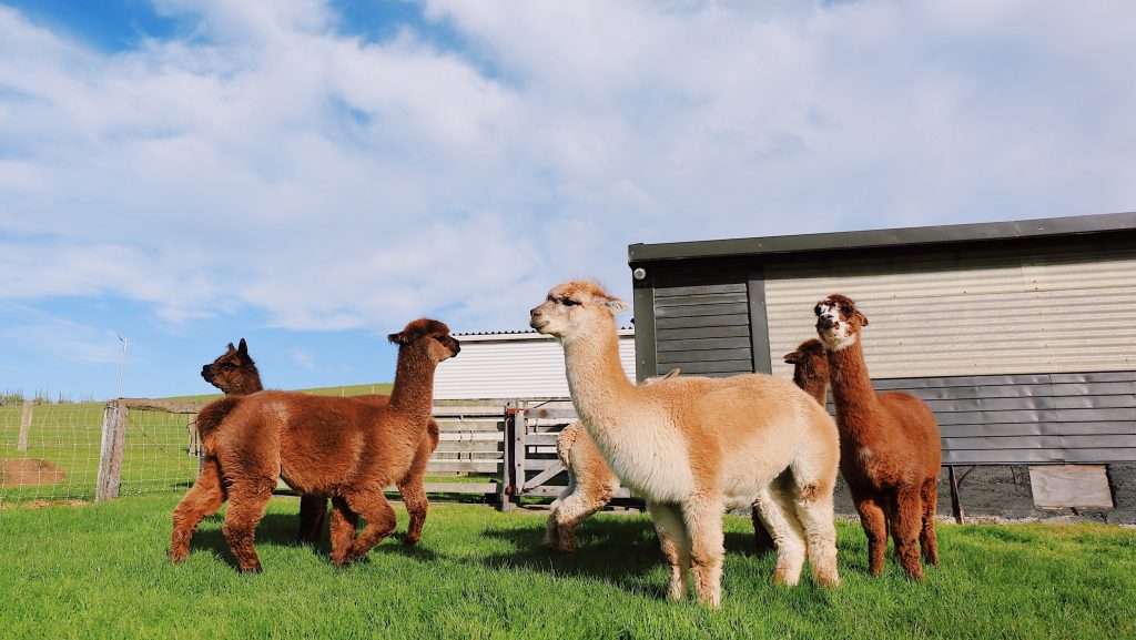 Alpaca - Caratteristiche e curiosità - L'Alpaca